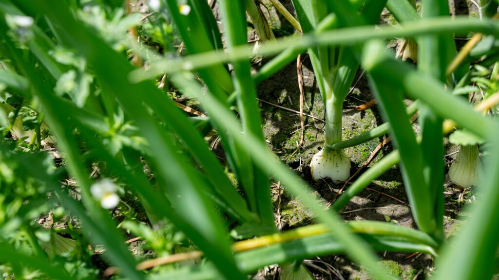 Compostable Bio Net for Onions Prepack Bag